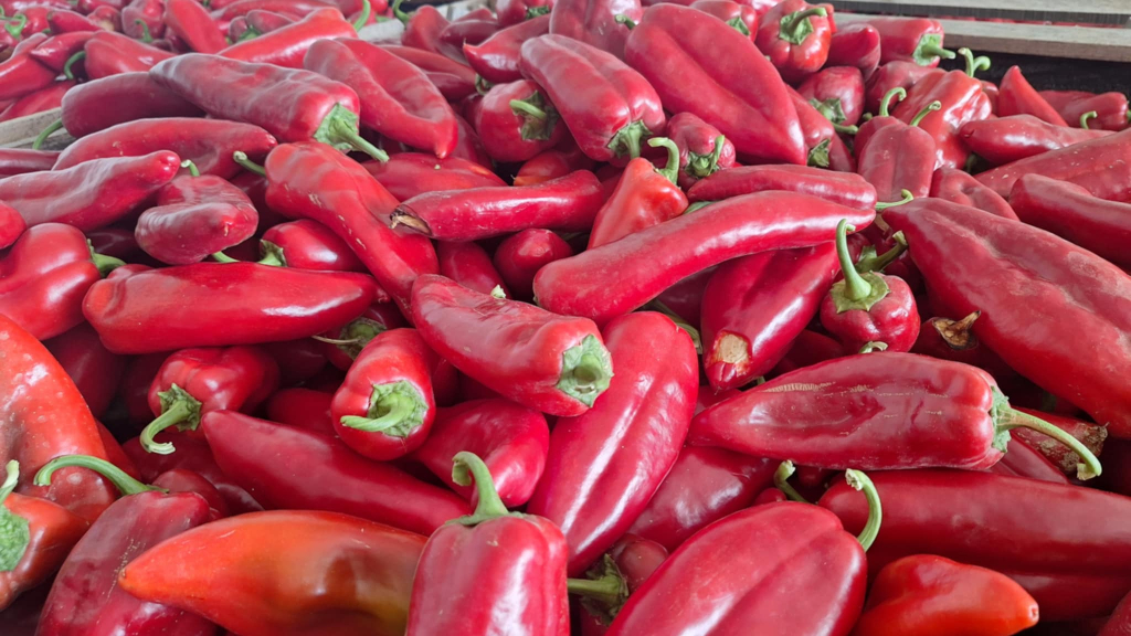 Македонски пиперки повлечени во Хрватска поради опасен пестицид – Fokus.mk